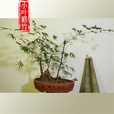 海南小叶竹 海南小叶竹 小叶竹与大叶竹 大山谷图库