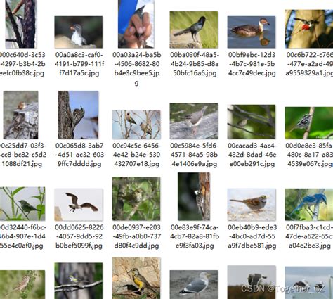 基于yolov8全系列【nsmlx】参数模型开发构建200种鸟类细粒度检测识别分析系统yolov8s Csdn博客