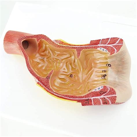 Buy Junzhen Anatomy Model Human Rectal Anal Canal Anatomical Model Human Organ Anatomy Model