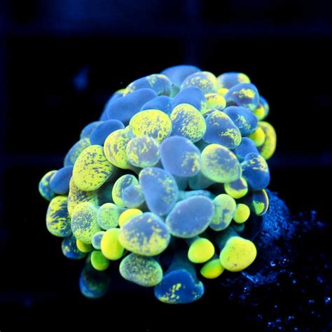 Jc Yellow Splatter Hammer Jersey Corals