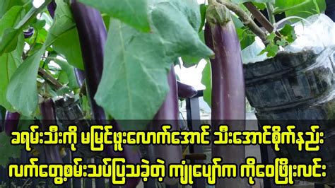 ခရမ်းသီးကိုမမြင်ဖူးလောက်အောင် သီးအောင်စိုက်နည်းစိုက်ပြခဲ့တဲ့ ကျုံပျော်က ကိုဝေဖြိုးလင်း Youtube