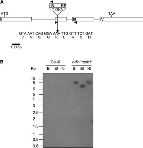 Isolation And Genetic Characterization Of An Arabidopsis Mutant Download Scientific Diagram