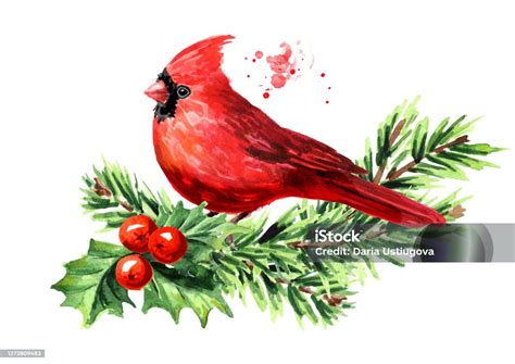 전나무 가지에 빨간 새 추기경과 크리스마스의 홀리 베리 기호 흰색 배경에 고립 된 수채화 손 그린 그림 홍관조에 대한 스톡 벡터