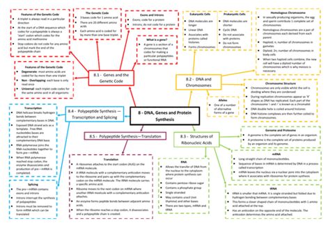 Dna Genes And Protein Synthesis Revision Mind Map Aqa Asa Level