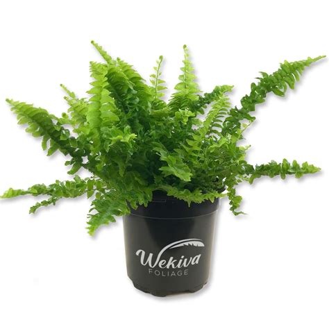 Boston Compacta Fern Live Plant In A 4 Inch Pot Nephrolepis