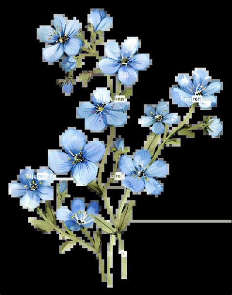 蓝色花朵勿忘我花蓝色花朵花束鲜花 黑色背景上充满活力的蓝色勿忘我花 花瓣网