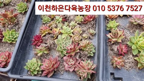 판매 마감 되였어요 감사합니다 Youtube