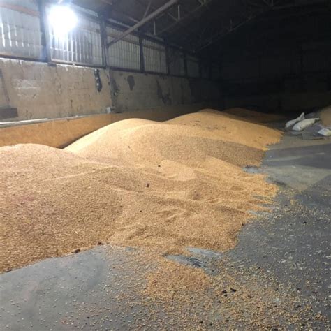 Зерно купить в Майкопе цена 13 руб дата размещения 11 07 2024 Товары для животных