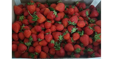 Египет увеличава износа на ягоди за Германия достигайки петгодишен връх Български Фермер