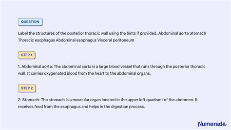 Solved Label The Structures Of The Posterior Thoracic Wall Using The Hints If Provided