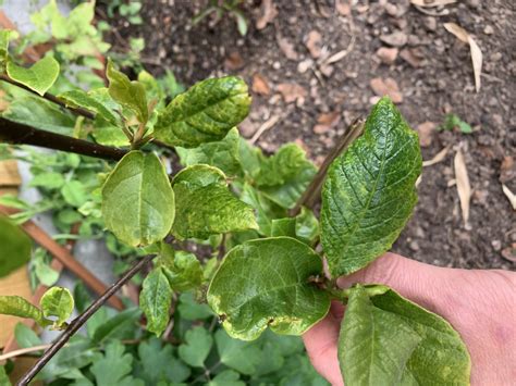 problem with magnolia — bbc gardeners world magazine