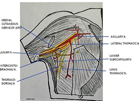 Axillary Breast Contouring The Axilla Intechopen