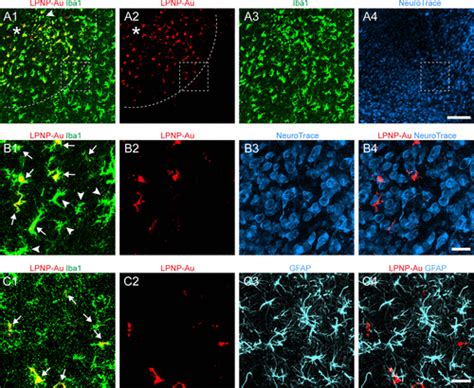 Microglial Cells