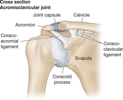 Intra Articular Joint Injections Anesthesia Key