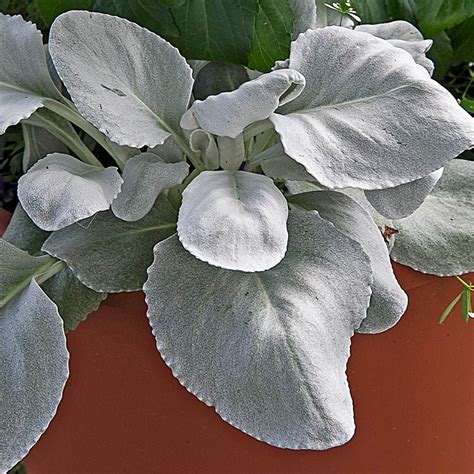Senecio Angel Wings En Pot At Lara Bunton Blog