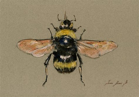 Bumblebee Insect Drawing At Getdrawings Free Download