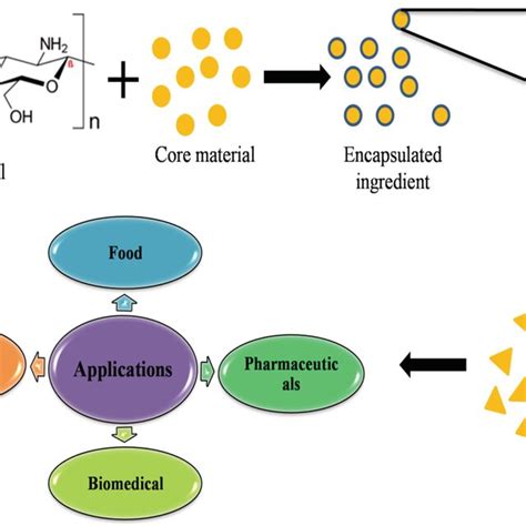 Overview Of Encapsulation Of Chitosan And Its Application Download