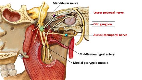 Otic Ganglion Anatomy Qa
