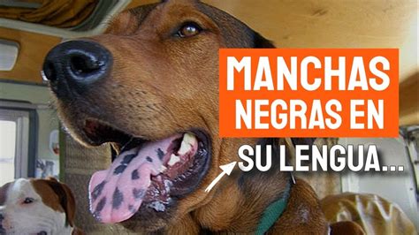 Manchas Negras En La Lengua
