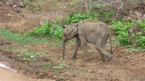 උඩවලව අලින්ට මන්ද පෝෂනය ව්‍යපෘතියේ පර්යේෂණ කළමනාකරු ඕක ගනන් ගන්න දෙයක් නොවෙයි වනජීවී අධ්