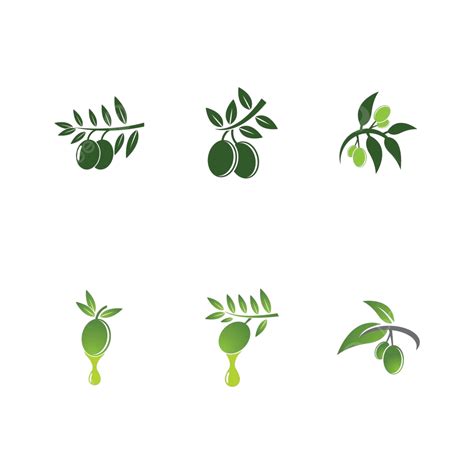 Olive Vector Icon Olives Ecological Isolated Vector Olives Ecological