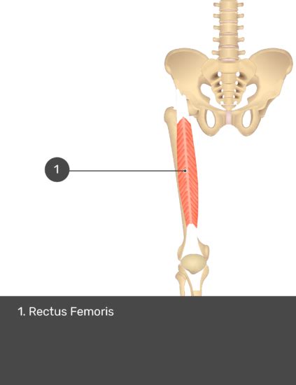 Rectus Femoris Muscle Artofit