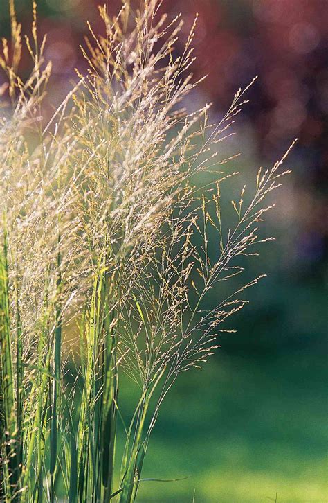 23 Top Ornamental Grasses Better Homes And Gardens