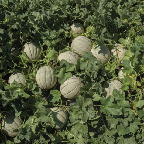 Settimio Variety Melone Sementi Orticole Syngenta