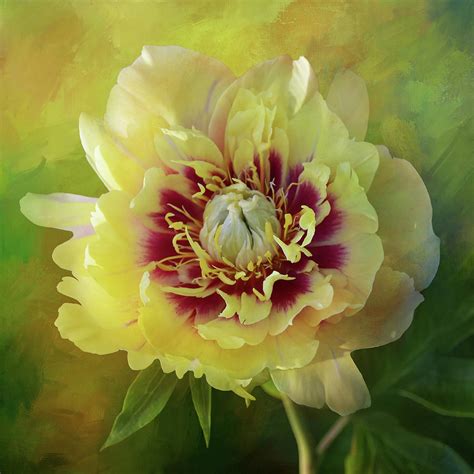 Peony016 Mixed Media By Isabela And Skender Cocoli Pixels