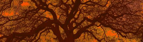 GIMP Tortured Trees 4 On Behance