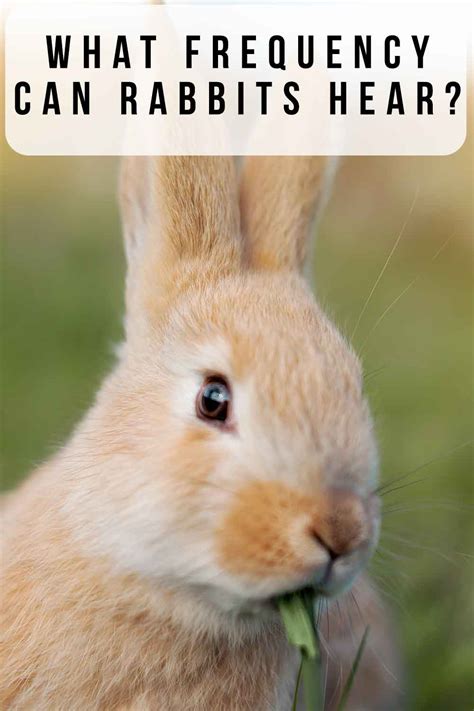 What Frequency Can Rabbits Hear Sounds At