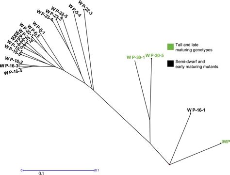 Variability Analysis Using Ssr Marker Data Genetic Clustering With Ssr