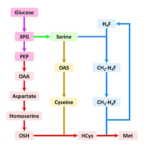 The Summary Biosynthetic Pathway Of Methionine In E Coli The Pink Download Scientific Diagram