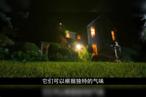 蛙妈将卵缠在脚上，鼻涕虫的爱情不敢恭维 爱情