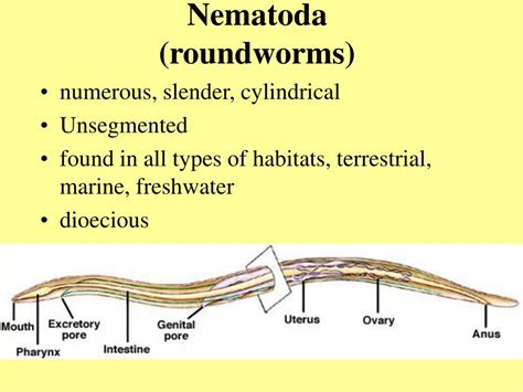 Ppt Pseudocoelomate Phyla Powerpoint Presentation Free Download Id