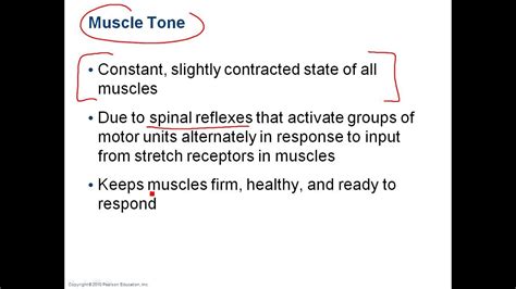 36b Muscle Tone And Types Of Muscle Contractions Youtube