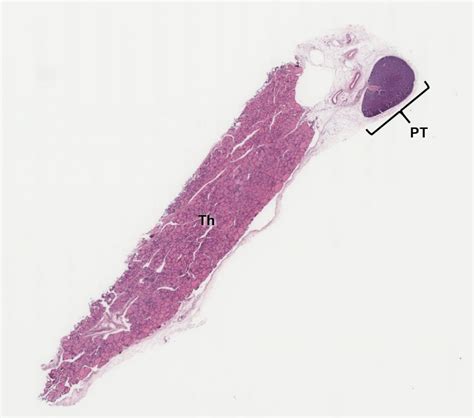 Parathyroid Glands Veterinary Histology