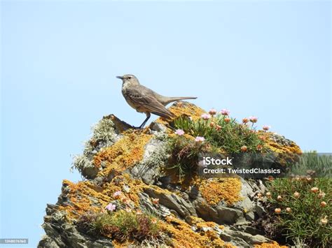 약간 열린 부리가 있는 바위 핍의 클로즈업 사이드 뷰는 분홍색 중고품 꽃 덩어리 근처의 뾰족한 바위 꼭대기에 서있는 동안 왼쪽으로 향합니다 런디에 대한 스톡 사진 및 기타