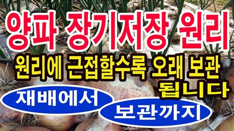양파 저장법 양파 장기 보관을 위한 양파 재배와 양파 수확 방법 양파 보관 온도 양파 저장 장소 양파 부패 원인 양파 오래 보관하는 법 양파 냉장보관 방법 등