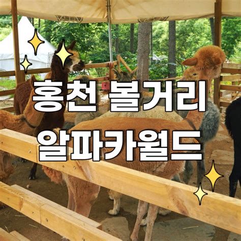 강원도 홍천 아이랑 가볼만한곳 홍천 놀거리 알파카월드 알파카월드 근처 숙소 펜션 추천 네이버 블로그