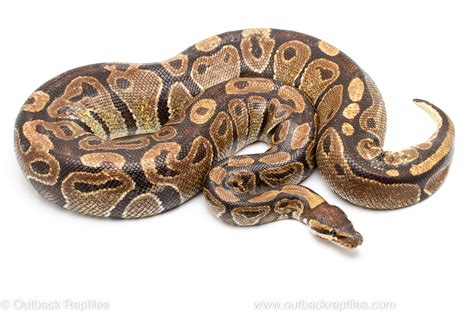 Volta Ball Python 3 3832g 1 Outback Reptiles