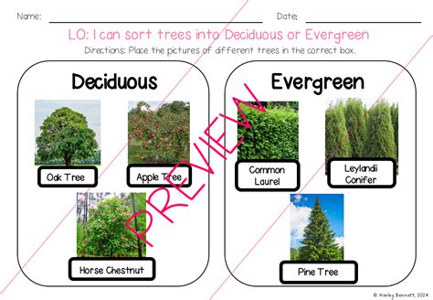 Plants Ks1 Tree Sorting Activity Sheet Teaching Resources