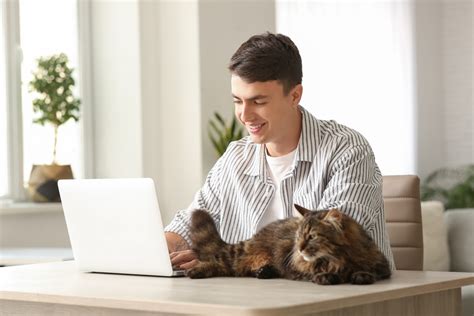 What States Allow Online Vet Prescriptions 2024 Guide Cat Empire