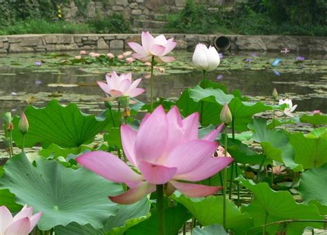 有意义带字莲花图片 双手捧莲花图片 心如莲花带字图片 大山谷图库