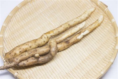 山芋と長芋の違いについての解説と簡単レシピのご紹介 自然薯とは？ 田舎暮らしブログ
