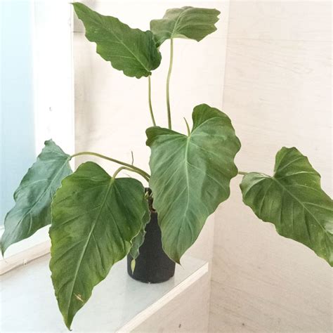 [ U E T [ Z N G] T B F H F R V J A I 5