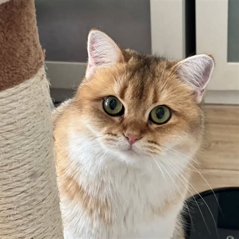 Bambi My Catbambi Threads Say More