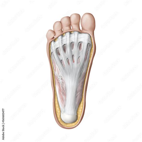 족저근막 해부학 메디컬일러스트 Stock 일러스트레이션 Adobe Stock