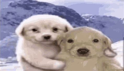 160 Ideas De Pibble En 2025 Mascotas Bonitas Humor De Animales Perros