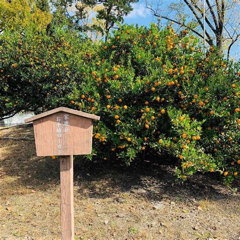 駿府城公園 内 家康公お手植えみかんをご存じですか ときどきドルフに帰ろうホテル ドルフ静岡 楽天ブログ